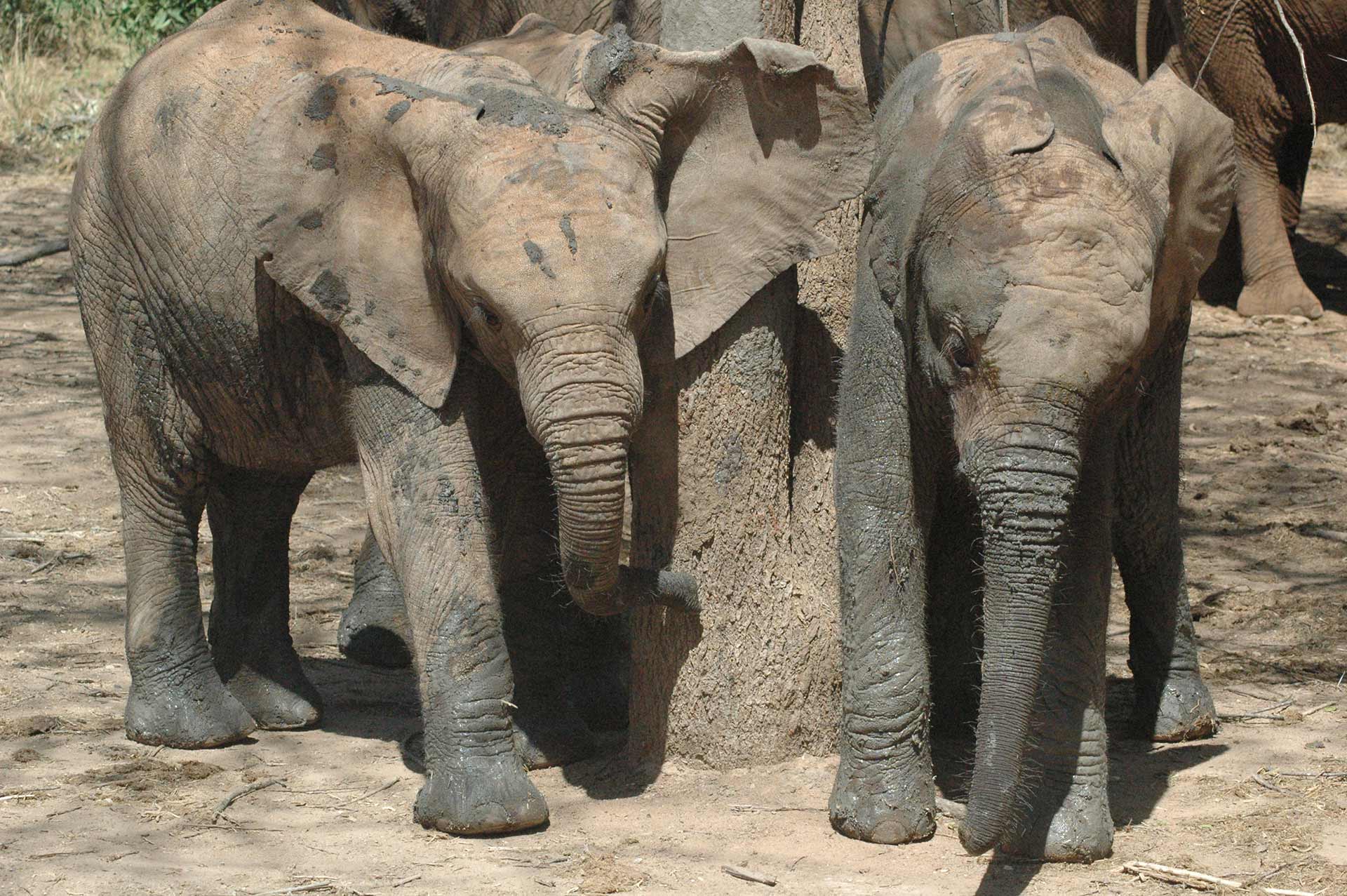 Canadian Web Hosting Experts - Elephant Host.com